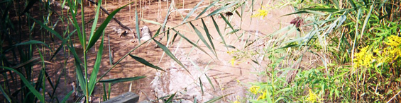 Mudboil Remediation Tully Valley - Onondaga Environmental Institute